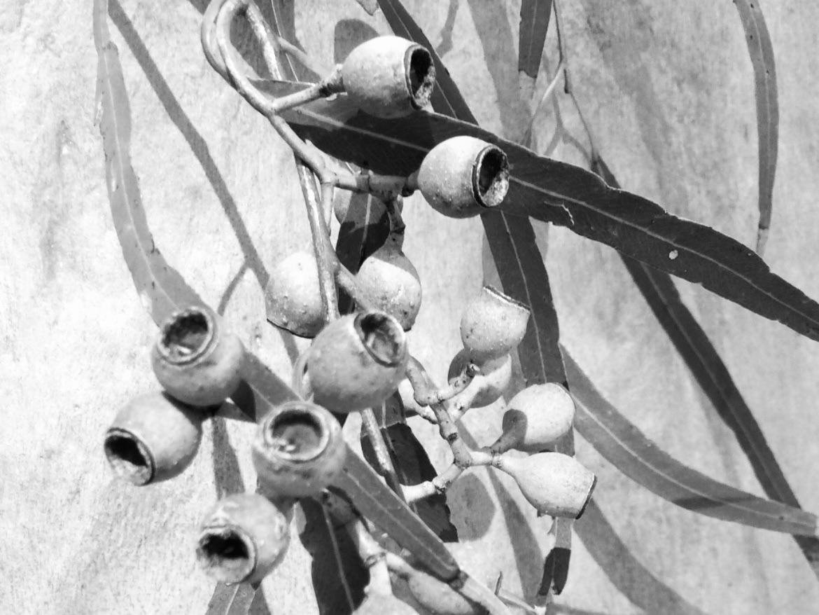 Lemon-Scented Gum – Clem Byard